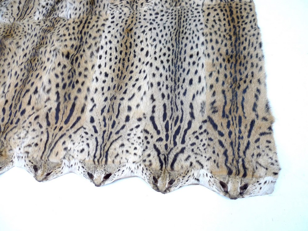 A Serval Cat skin rug, with label 'Bechuanaland Protectorate Government ...