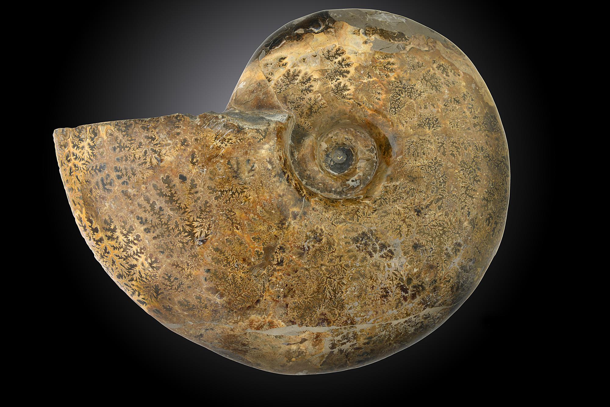 Fossils: A Pachydiscus ammonite Baja, Mexico, Upper Cretaceous 45cm ...
