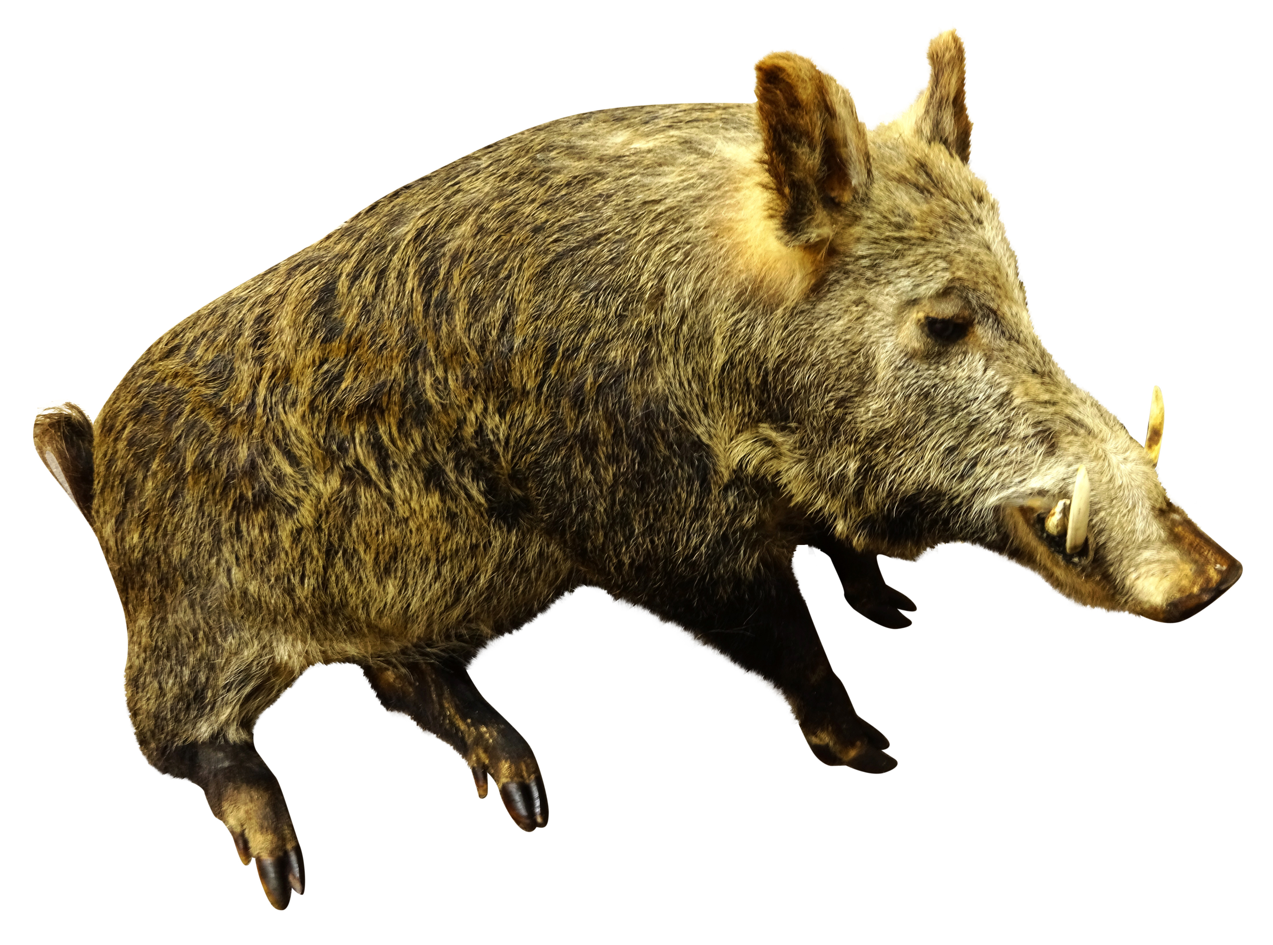 Taxidermy - Wild boar, full body, seated on haunches, W125cm, H80cm ...