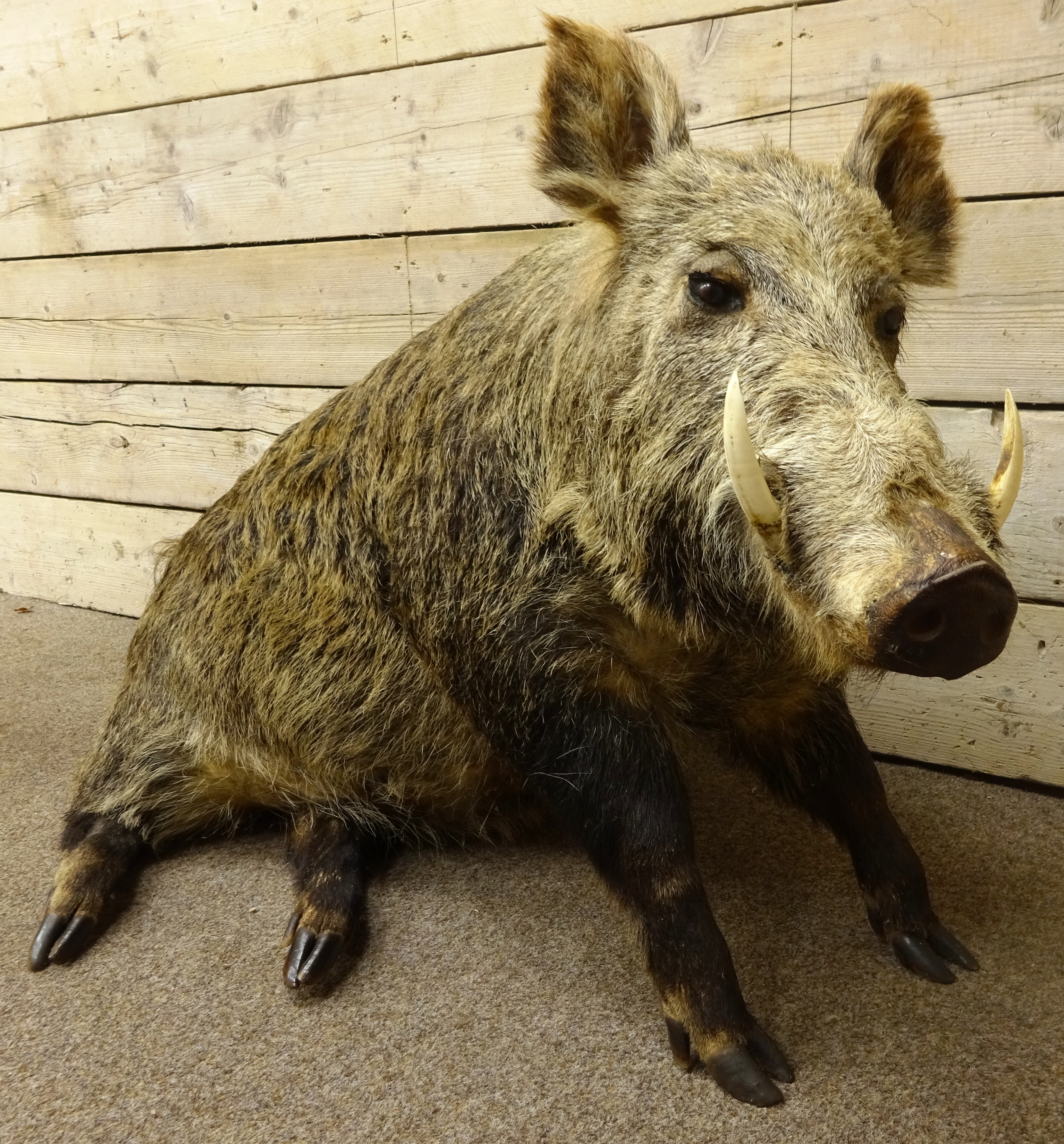 Taxidermy - Wild boar, full body, seated on haunches, W125cm, H80cm ...