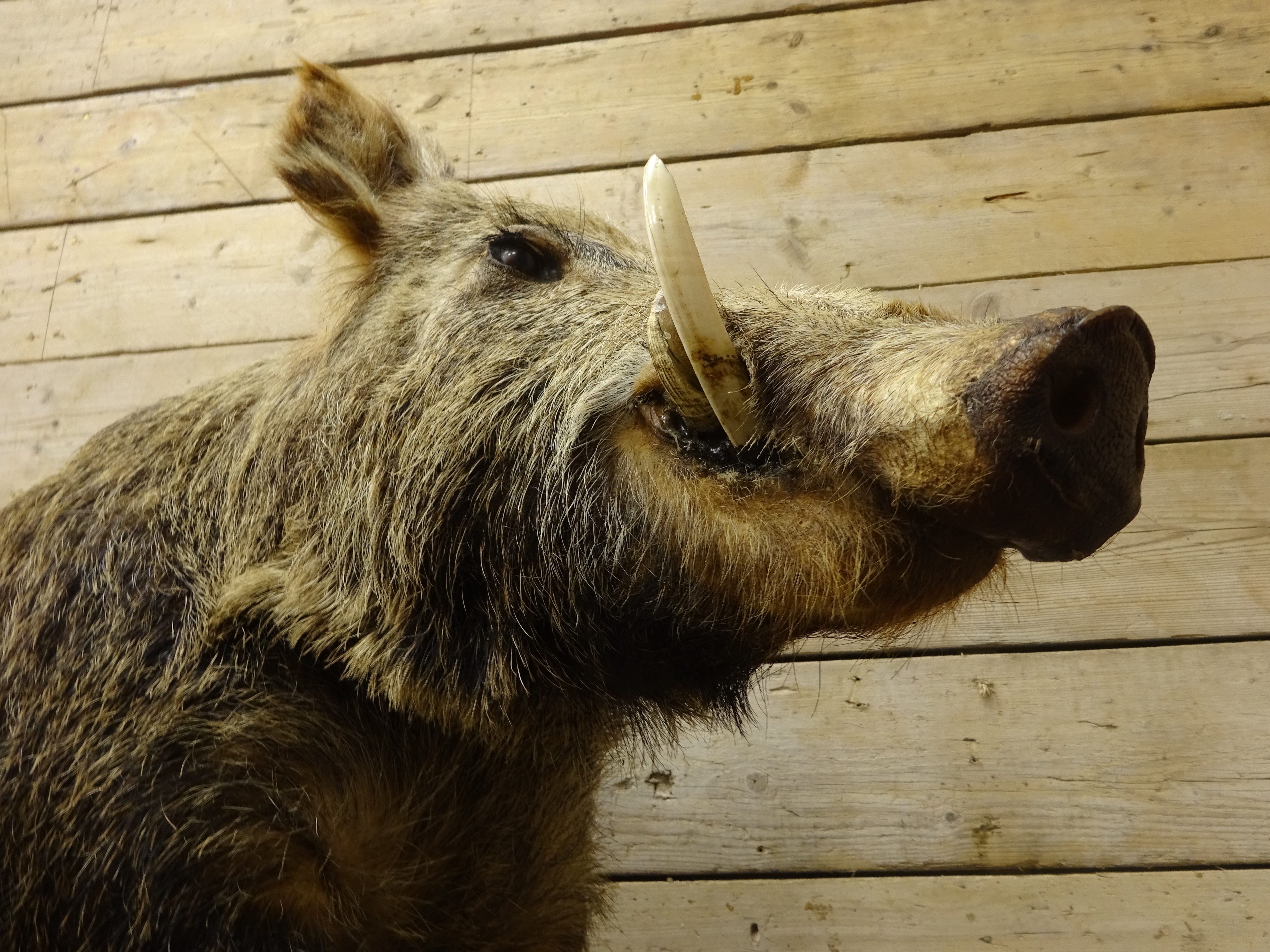 Taxidermy - Wild boar, full body, seated on haunches, W125cm, H80cm ...