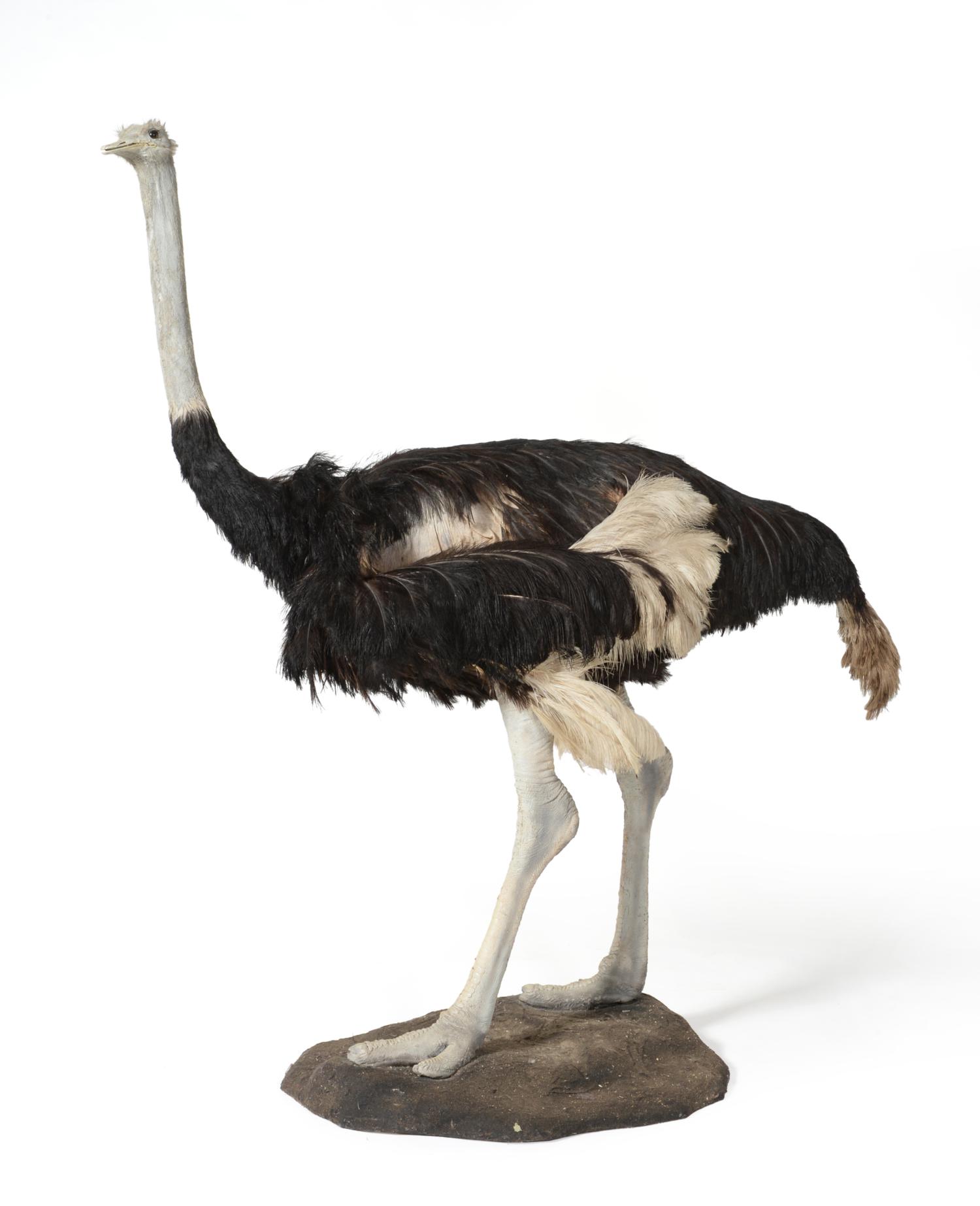 Common Ostrich (Struthio camelus), male, full mount, standing and ...