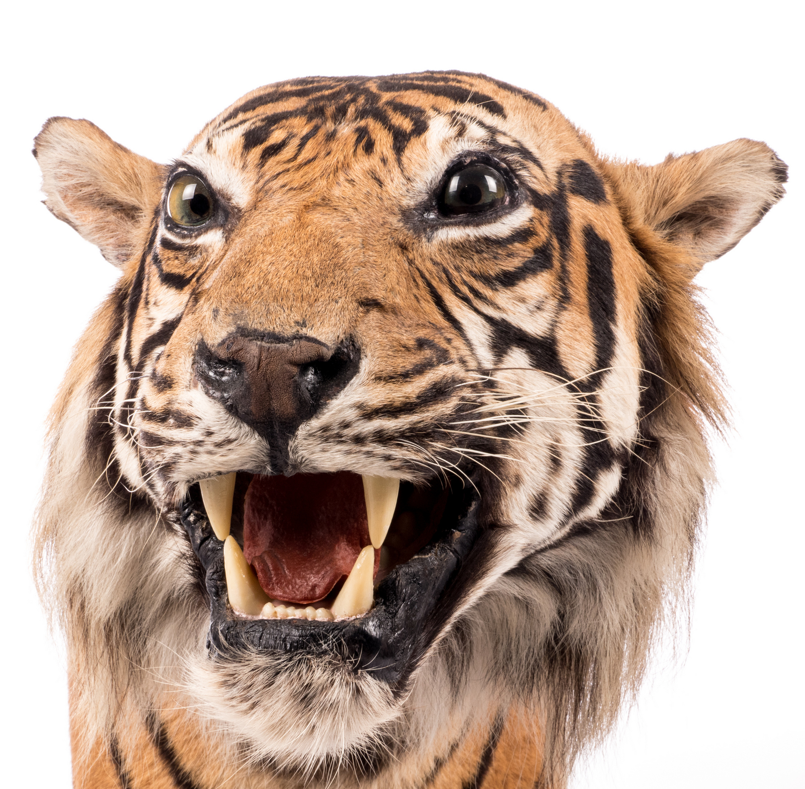A taxidermy tiger, H 88 - W 37 - L 156 cm (with CITES documents)