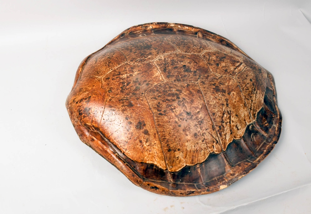 A green turtle carapace, measuring over 37.5 x 31.5.
