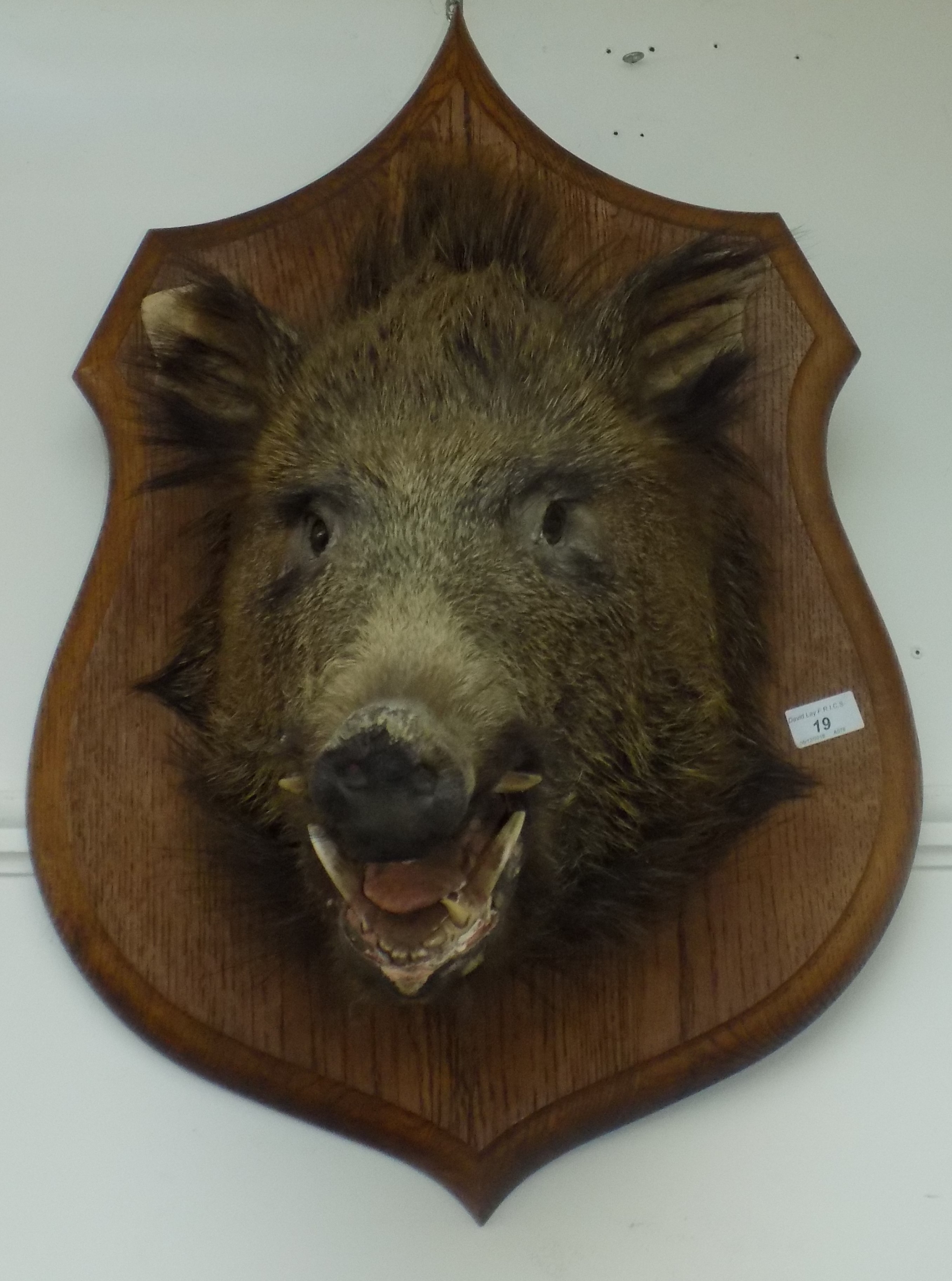 A taxidermy boar's head, mounted on an oak shield, height of shield ...