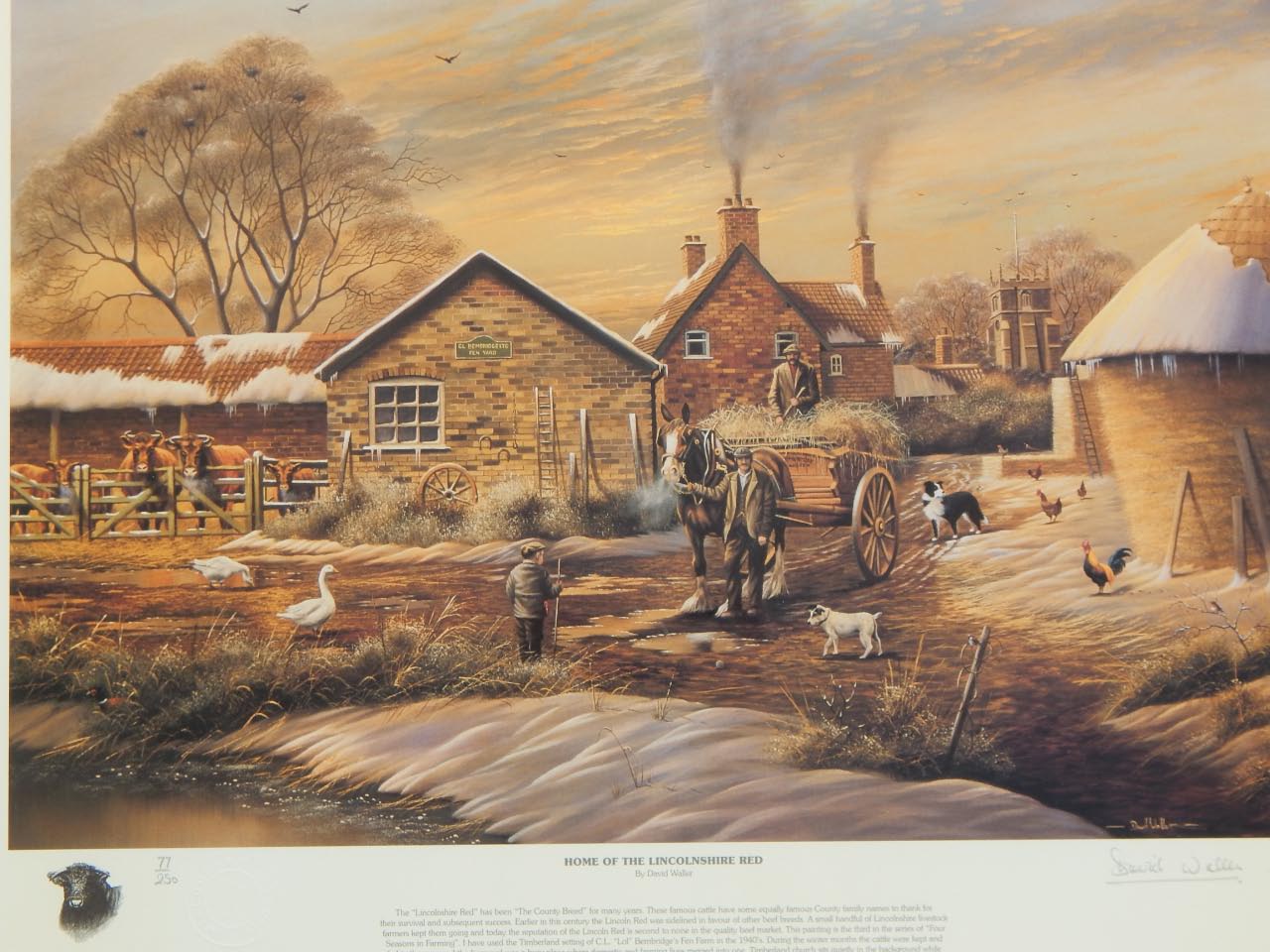 David Waller (20thC). Home of the Lincolnshire Red, artist signed ...
