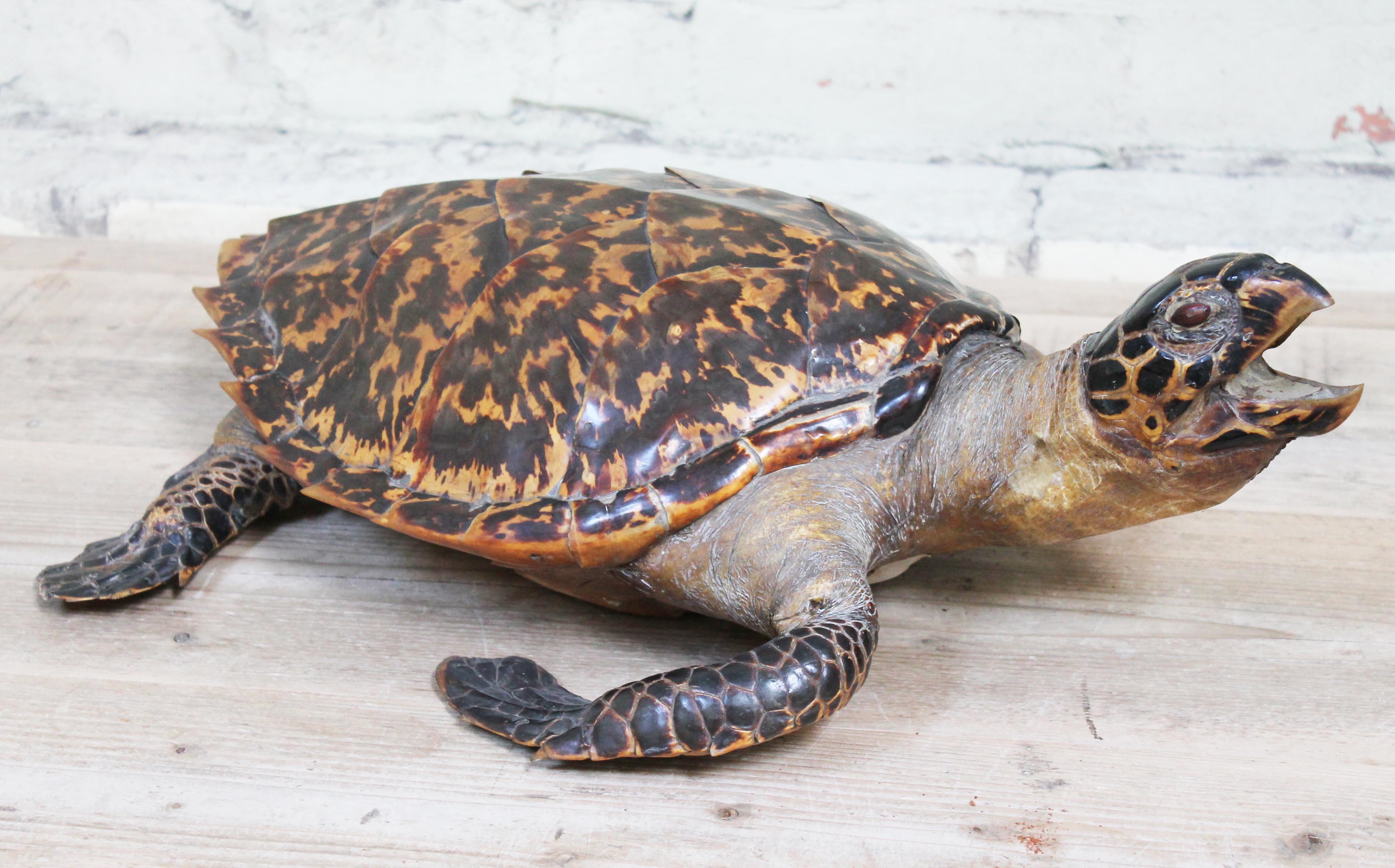 A full taxidermy turtle, circa 1900, length 56cm.