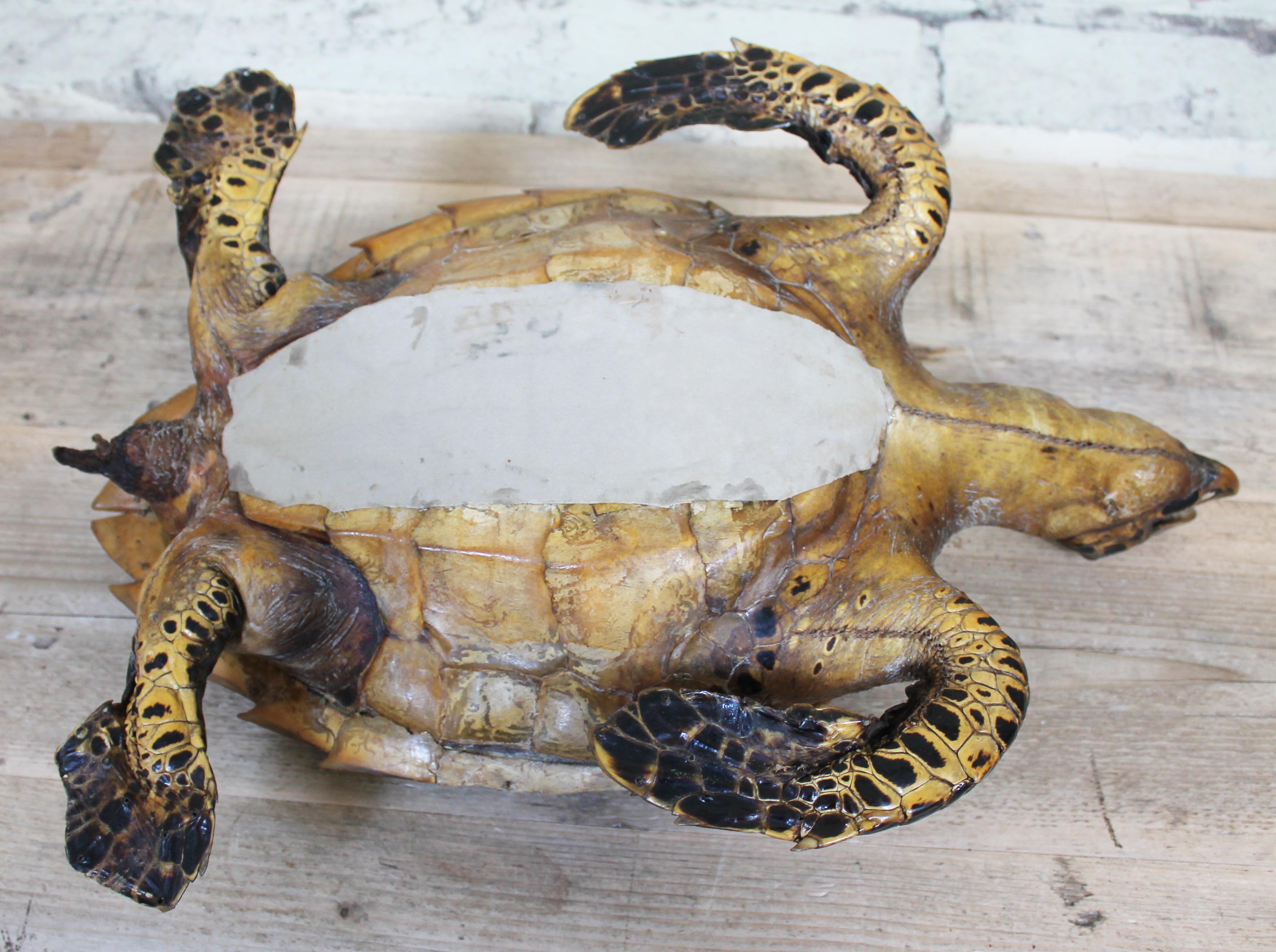 A full taxidermy turtle, circa 1900, length 56cm.