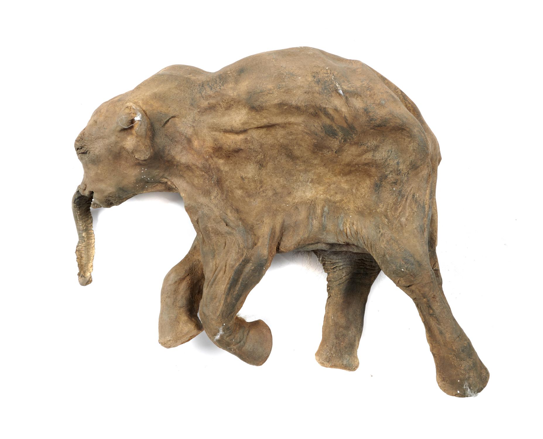 Natural History: A fibreglass cast of Dima the baby mammoth 80cm high ...