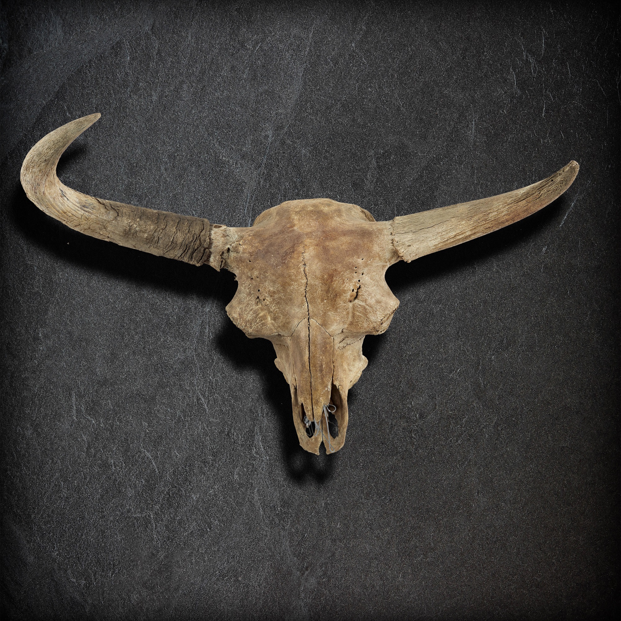 Natural History: A Steppe bison antiquus skull Pleistocene, Yakutia ...
