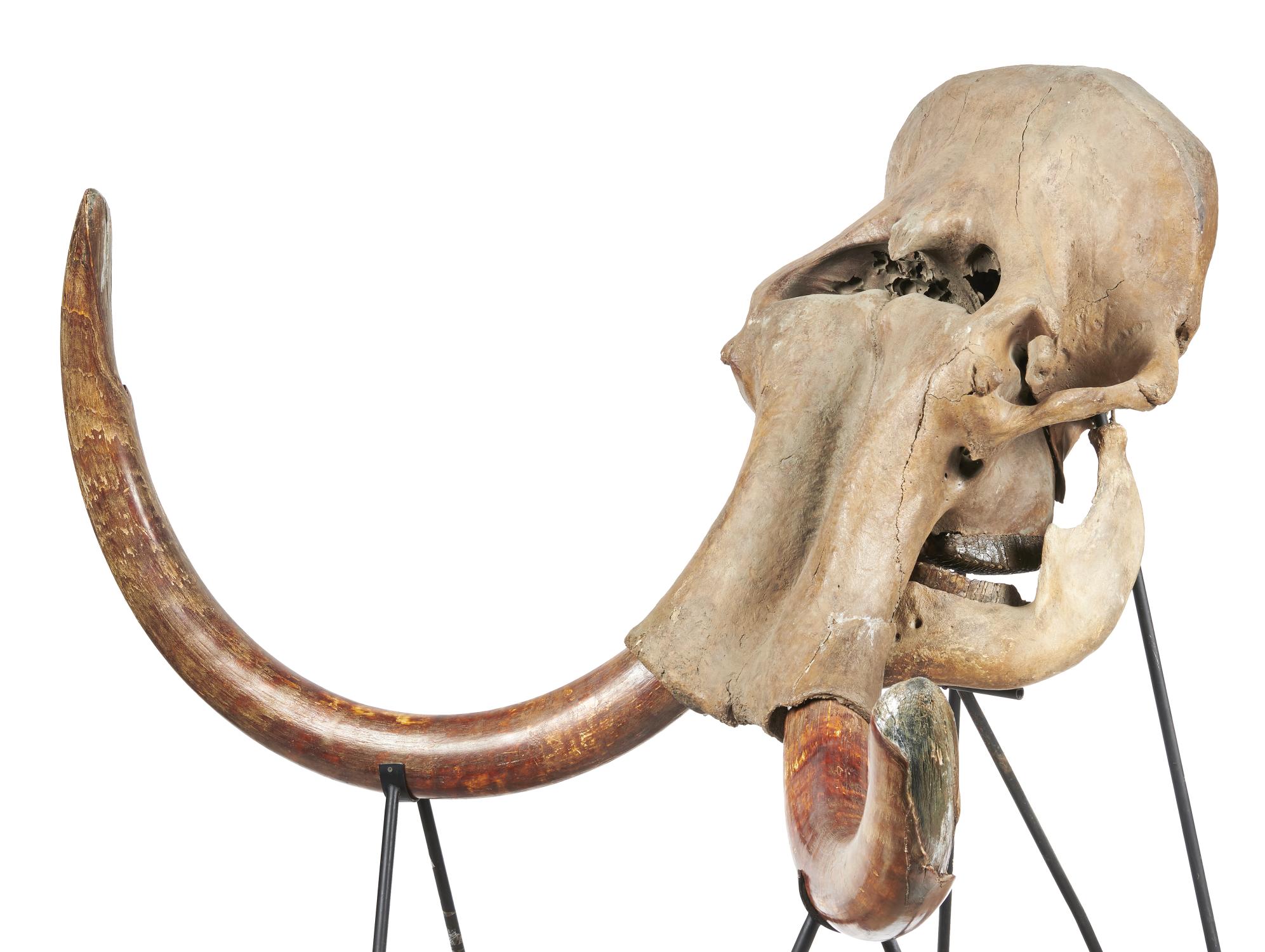 Natural History: A mammoth skull and tusks mounted on iron stand ...