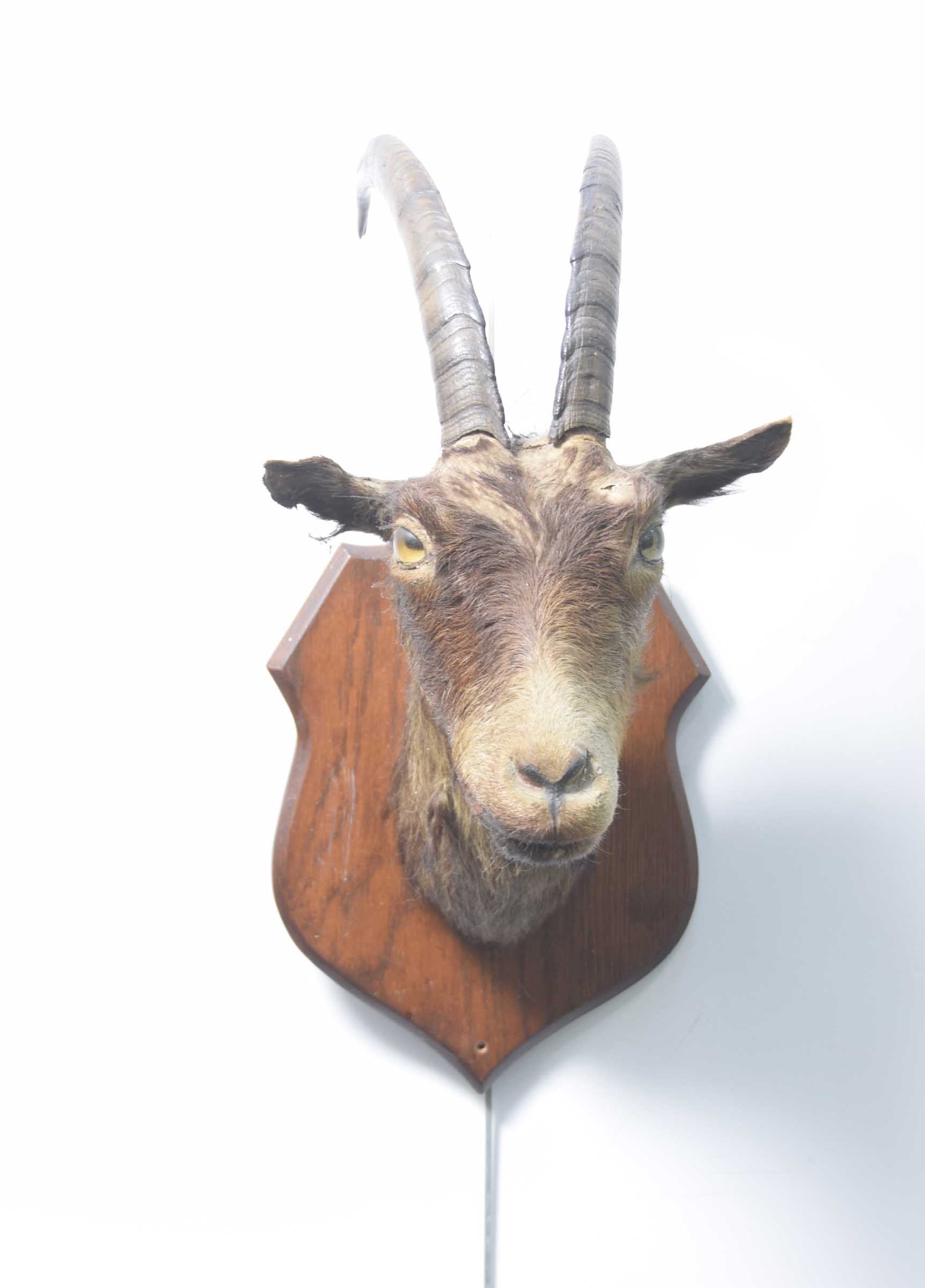 A taxidermy goat head mounted on shield backThe goat with curved horns ...