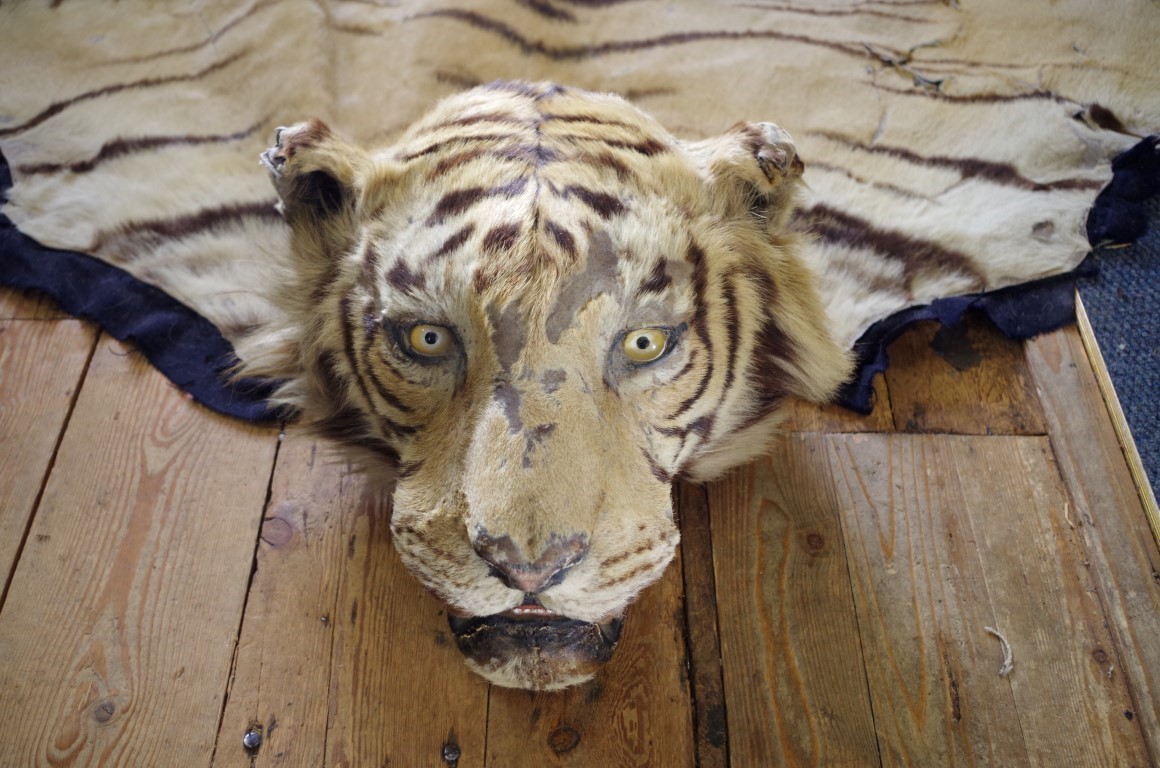 Taxidermy: a felt backed tiger skin rug, with full head, approx 230cm ...