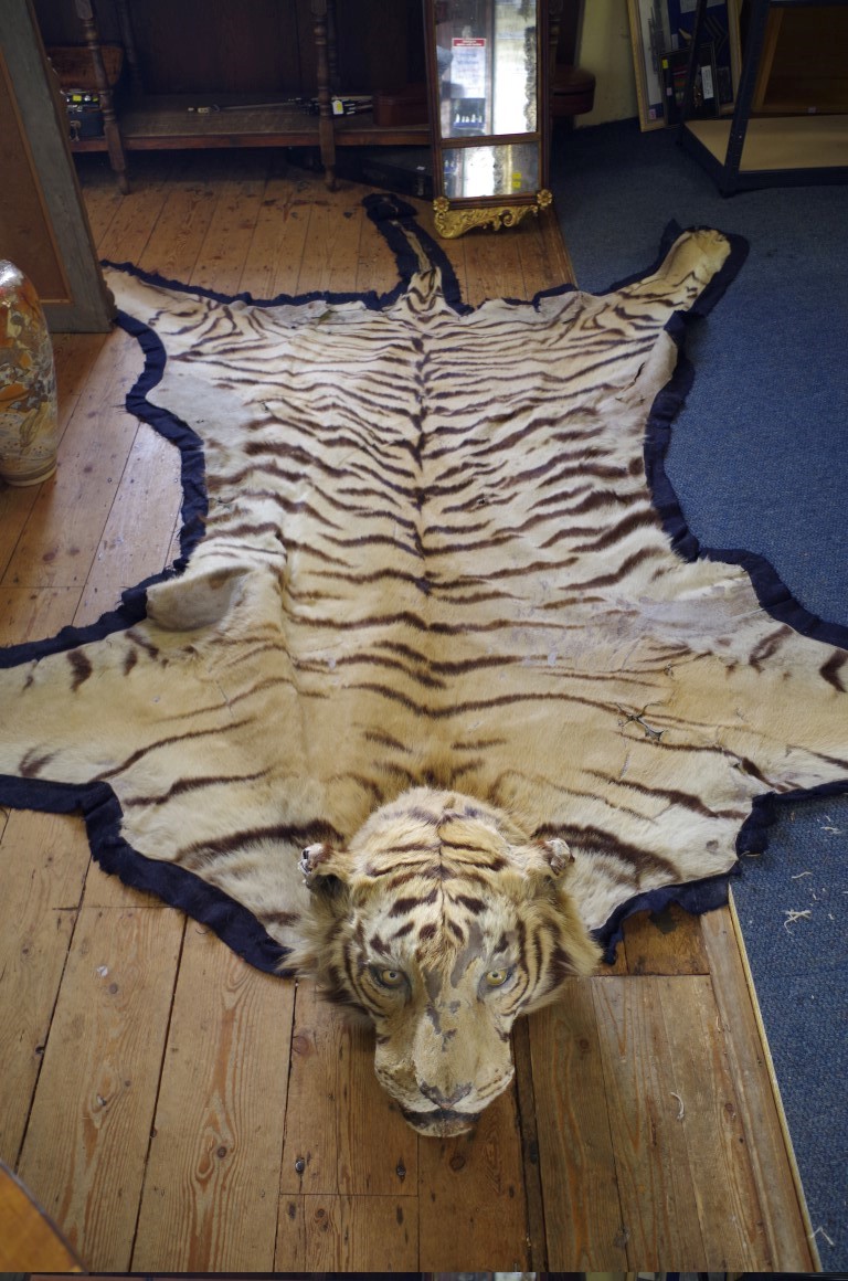 Taxidermy: a felt backed tiger skin rug, with full head, approx 230cm ...