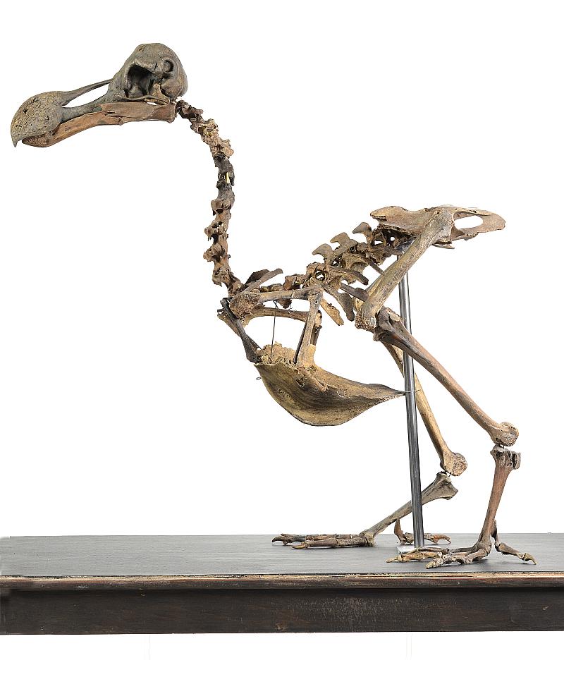 Natural History: An extremely rare and important dodo skeleton (Raphus ...