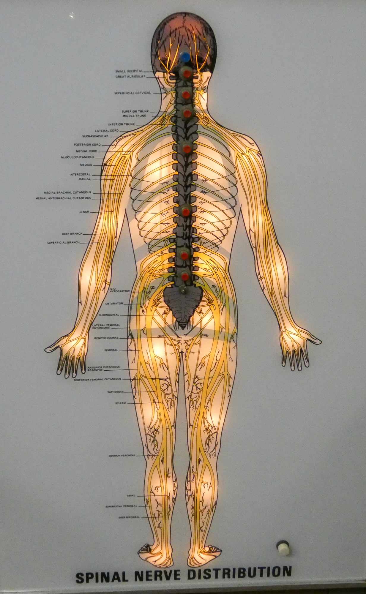 Vintage illuminated anatomical display boards - the nervous system and ...