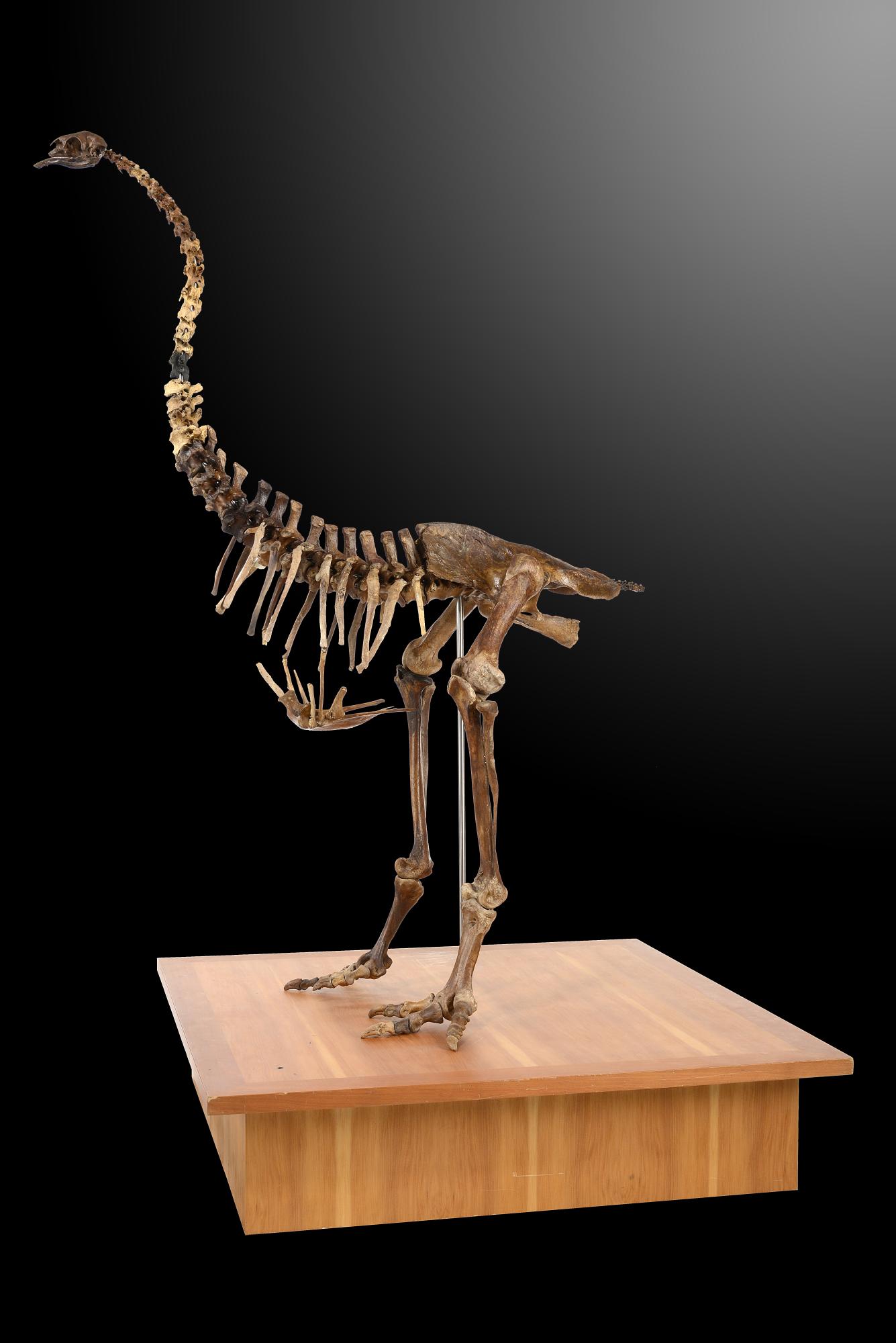 Natural History: An articulated skeleton of a Moa pre 15th century ...