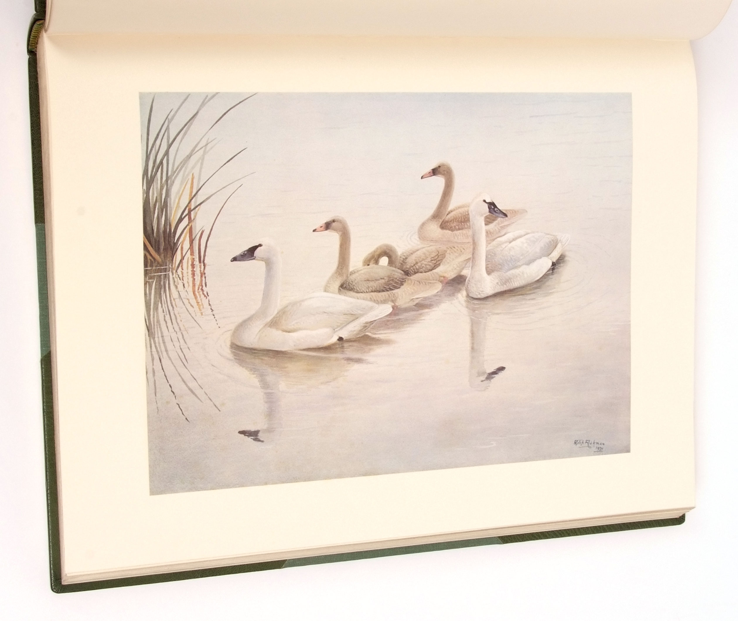 PHILIP RICKMAN: A SELECTION OF BIRD PAINTINGS AND SKETCHES, Kurpotten ...
