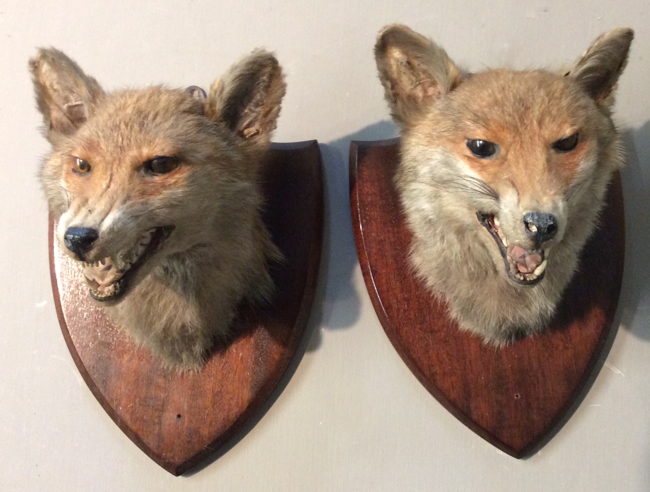 AN EARLY 20TH CENTURY TAXIDERMY PAIR OF FOX HEADS Mounted on oak ...