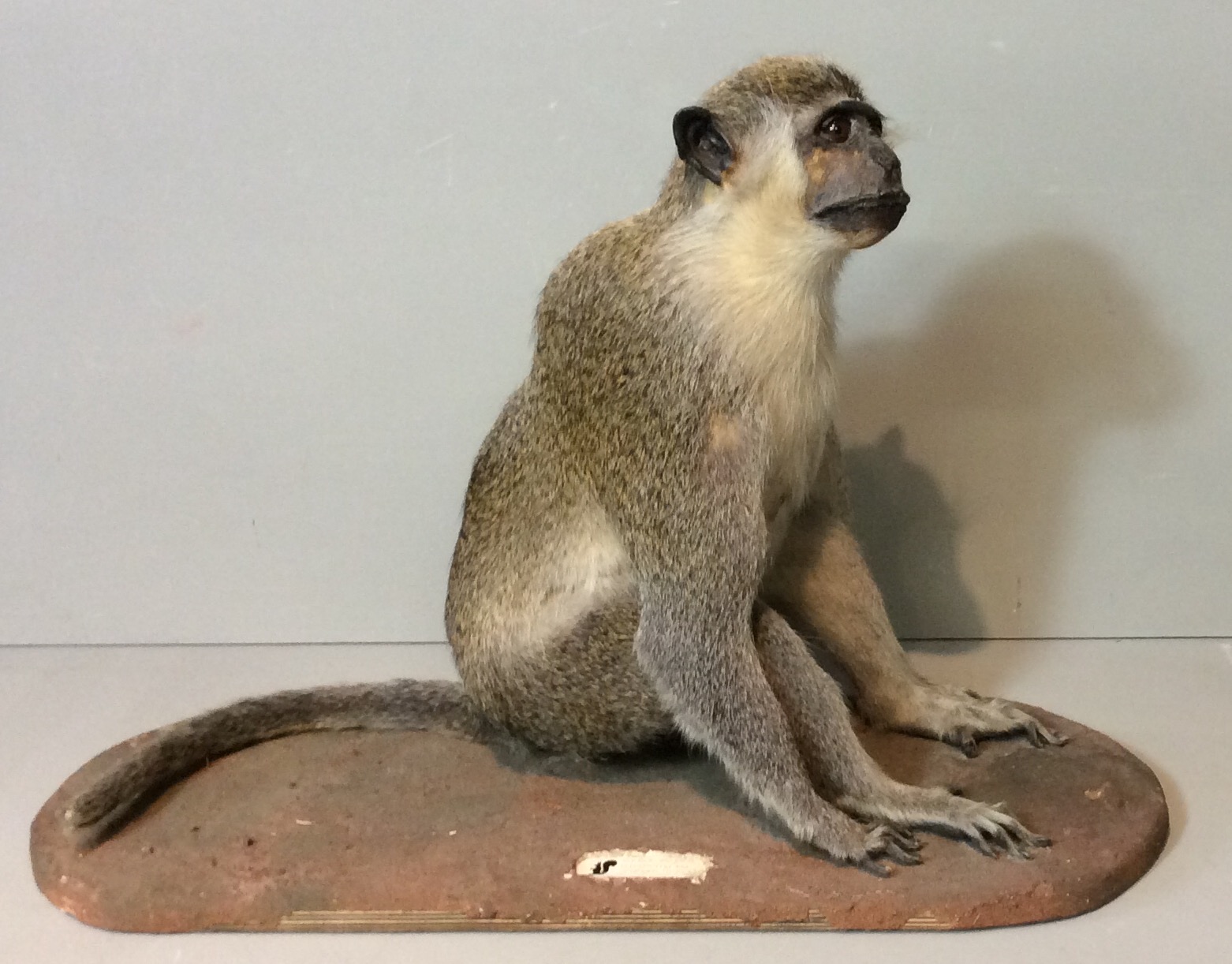 A 20TH CENTURY TAXIDERMY GREEN MONKEY Mounted on a naturalist rock base ...