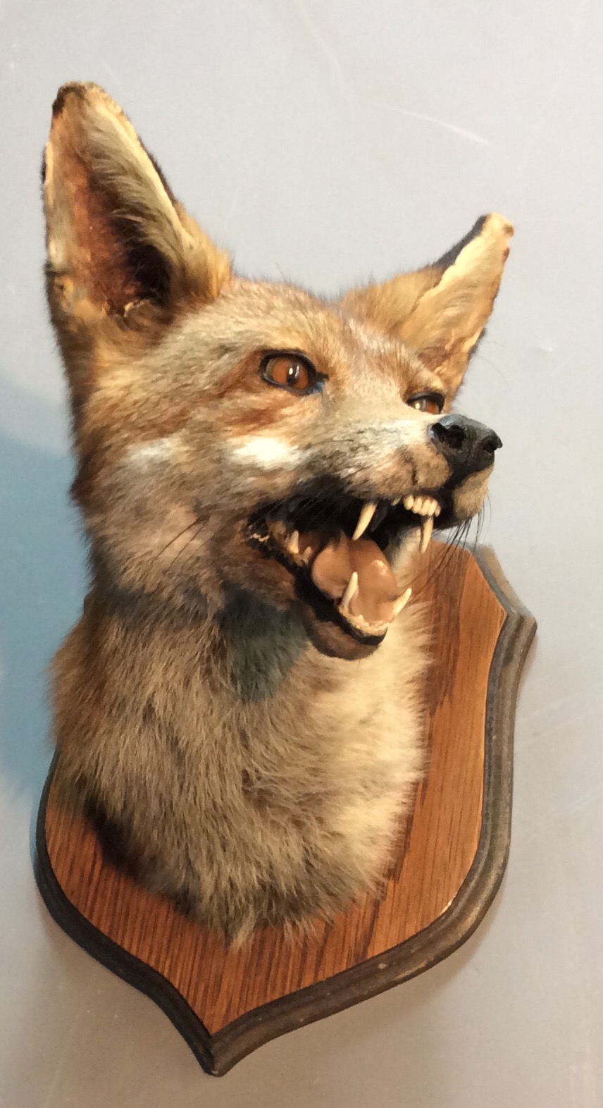 A LATE 20TH CENTURY TAXIDERMY FOX HEAD Mounted on an oak shield. (h ...