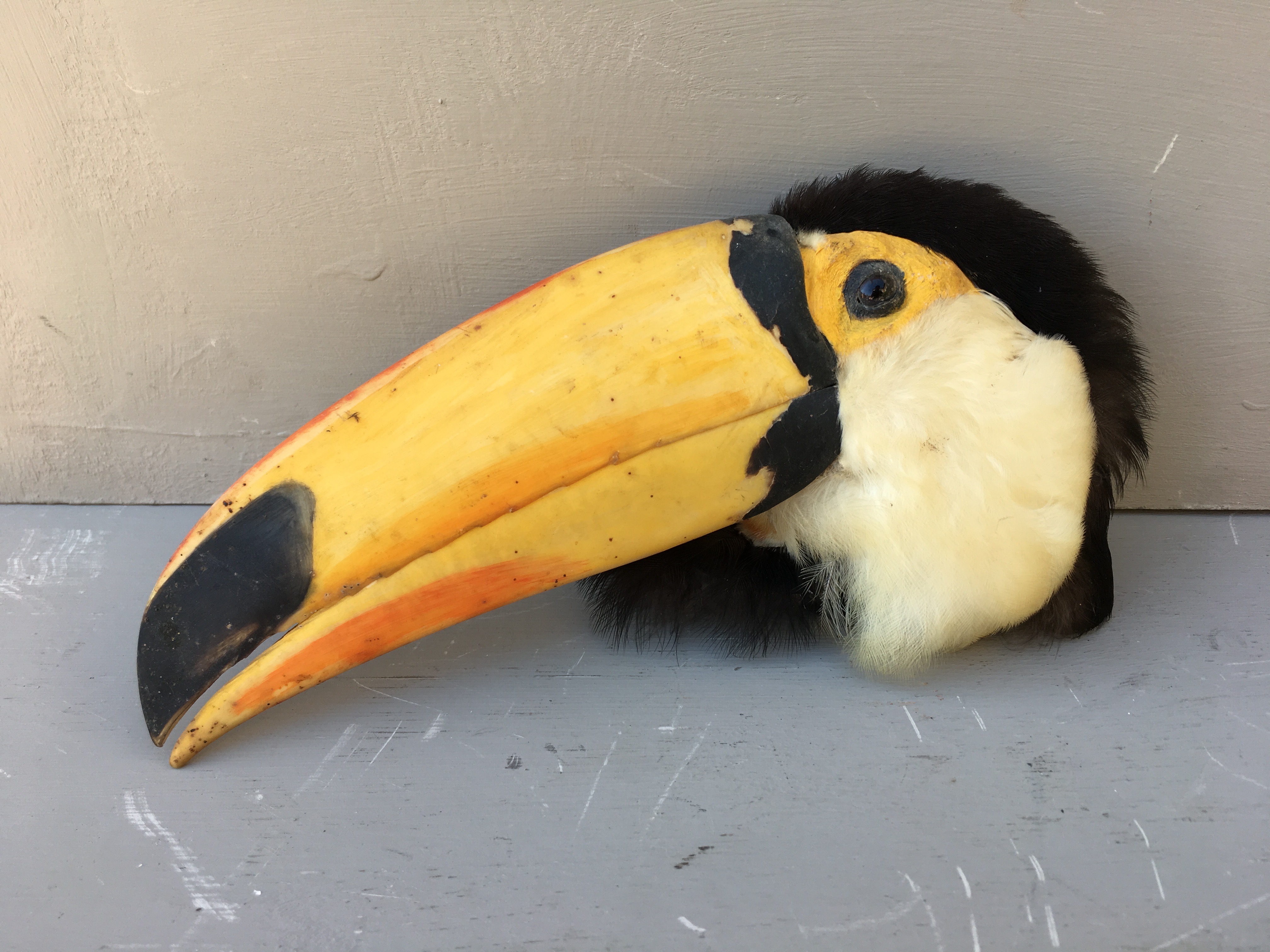 A LATE 19TH CENTURY TAXIDERMY GIANT TOUCAN HEAD. (h 12cm x w 24.5cm x d ...