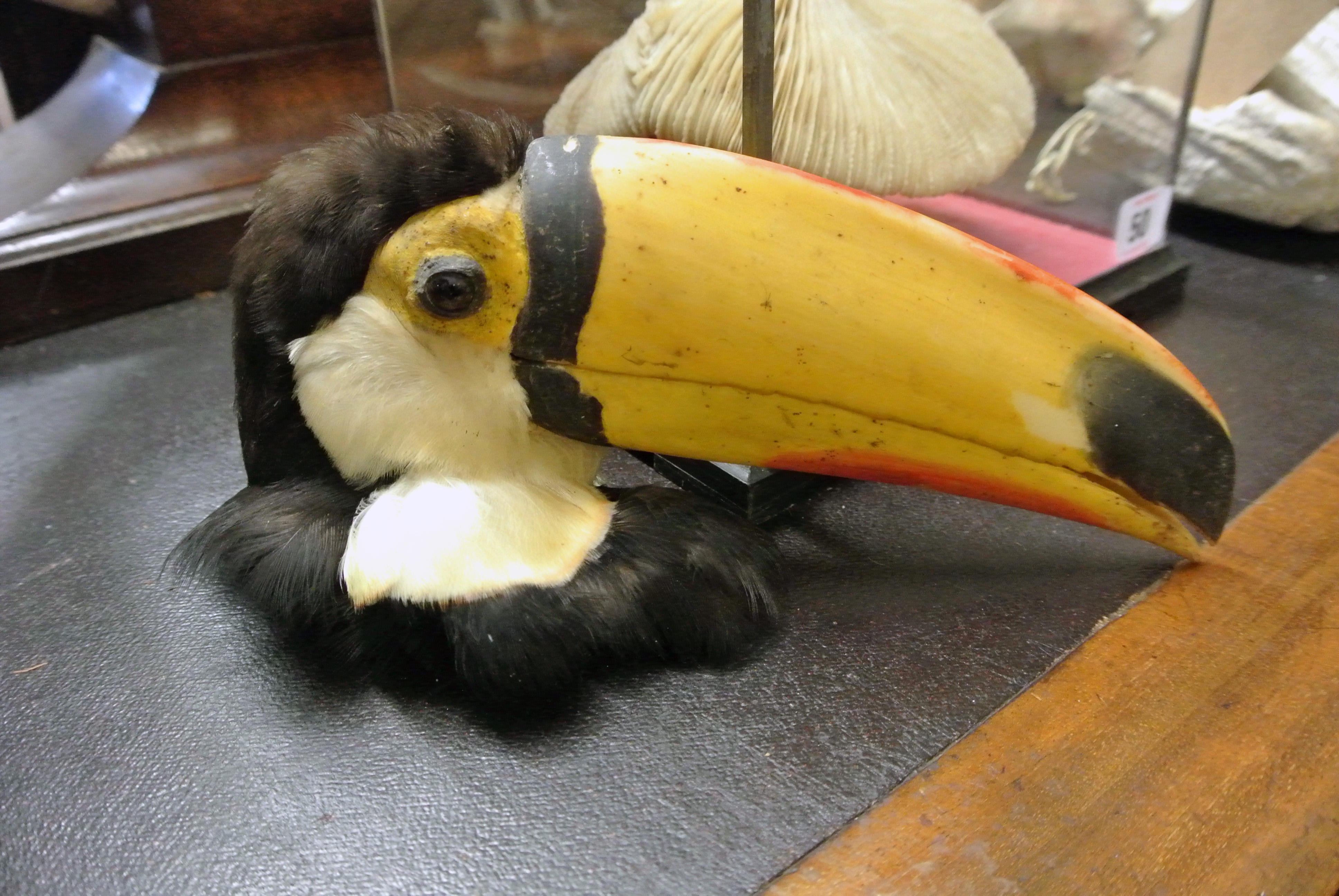 A LATE 19TH CENTURY TAXIDERMY GIANT TOUCAN HEAD. (h 12cm x w 24.5cm x d ...