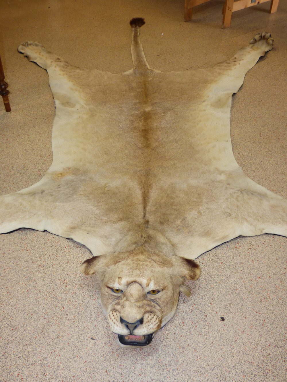 VICTORIAN TAXIDERMY, LION SKIN RUG, WITH HEAD MOUNT AND CLAWS - NOSE TO ...