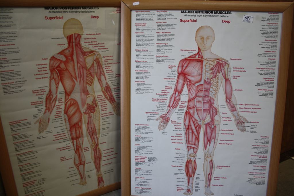 Muscle Anatomy Chart Anterior Chartex Ltd