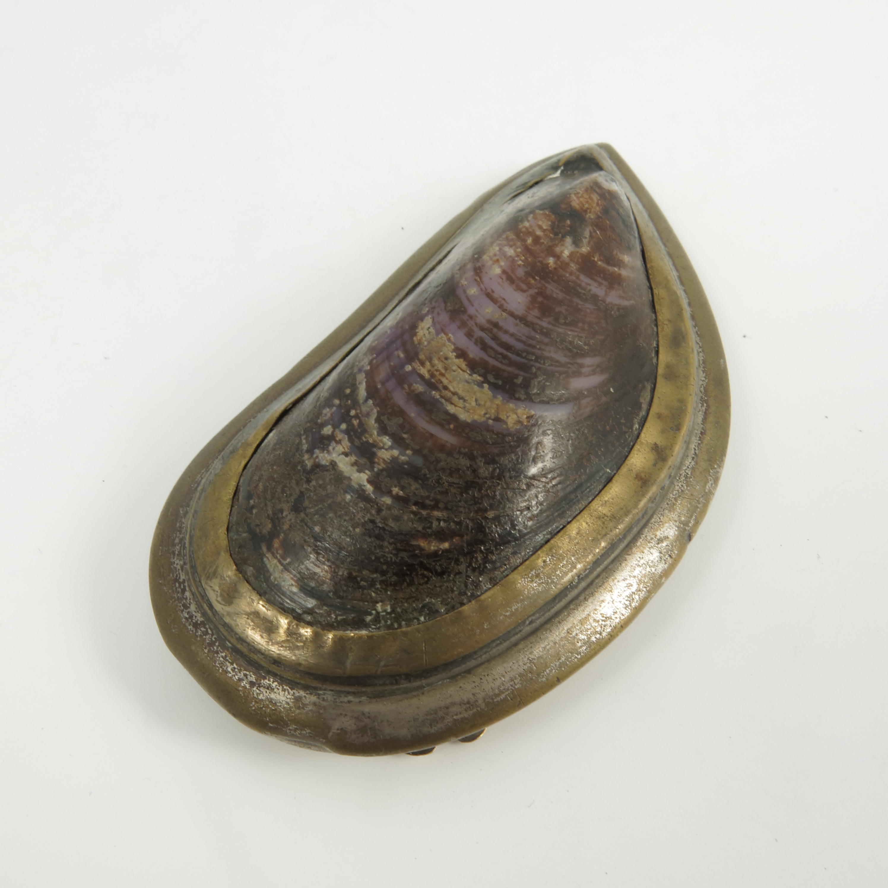 A mussel shell and silver plated snuff box, width 3ins