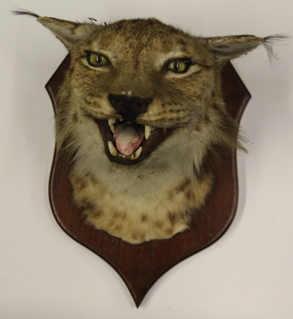 EUROPEAN LYNX MASK - a European Lynx mask taxidermy mounted on an oak ...
