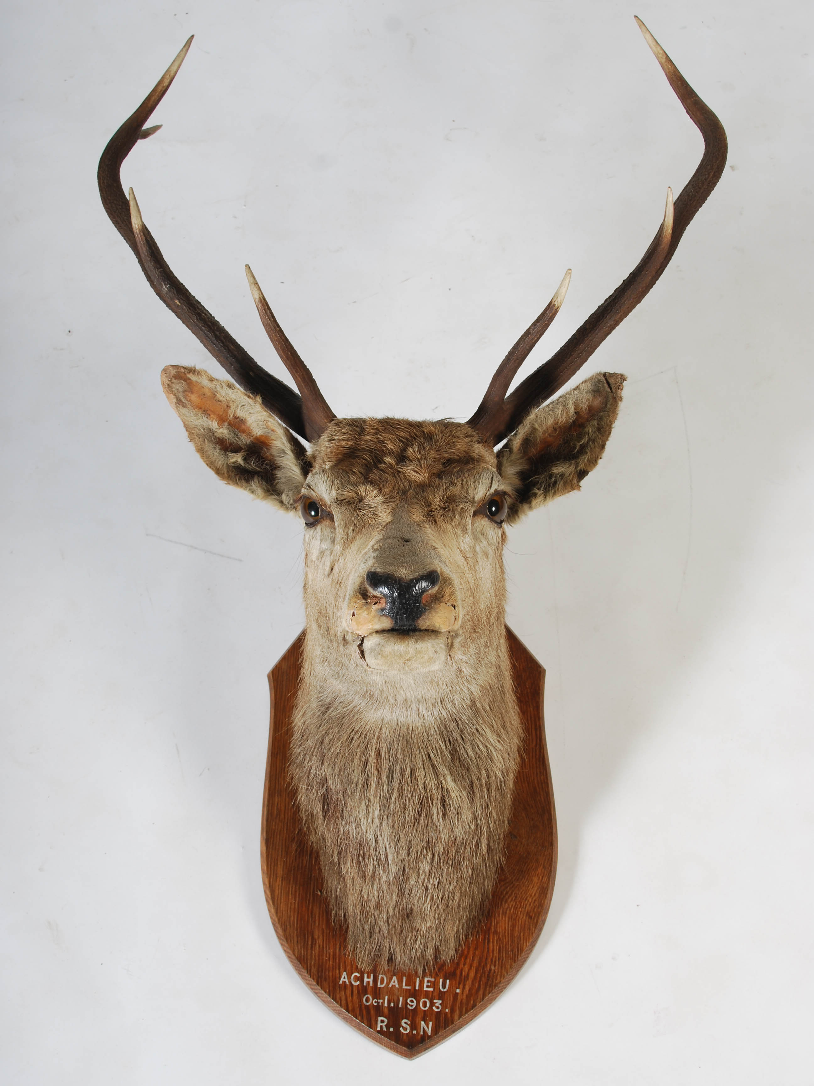 An early 20th century taxidermy stags head, with seven point antlers ...