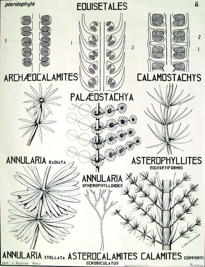 Pteridophyta - Equisetales - Docteur Auzoux 1950 DECHASEAUX C ...