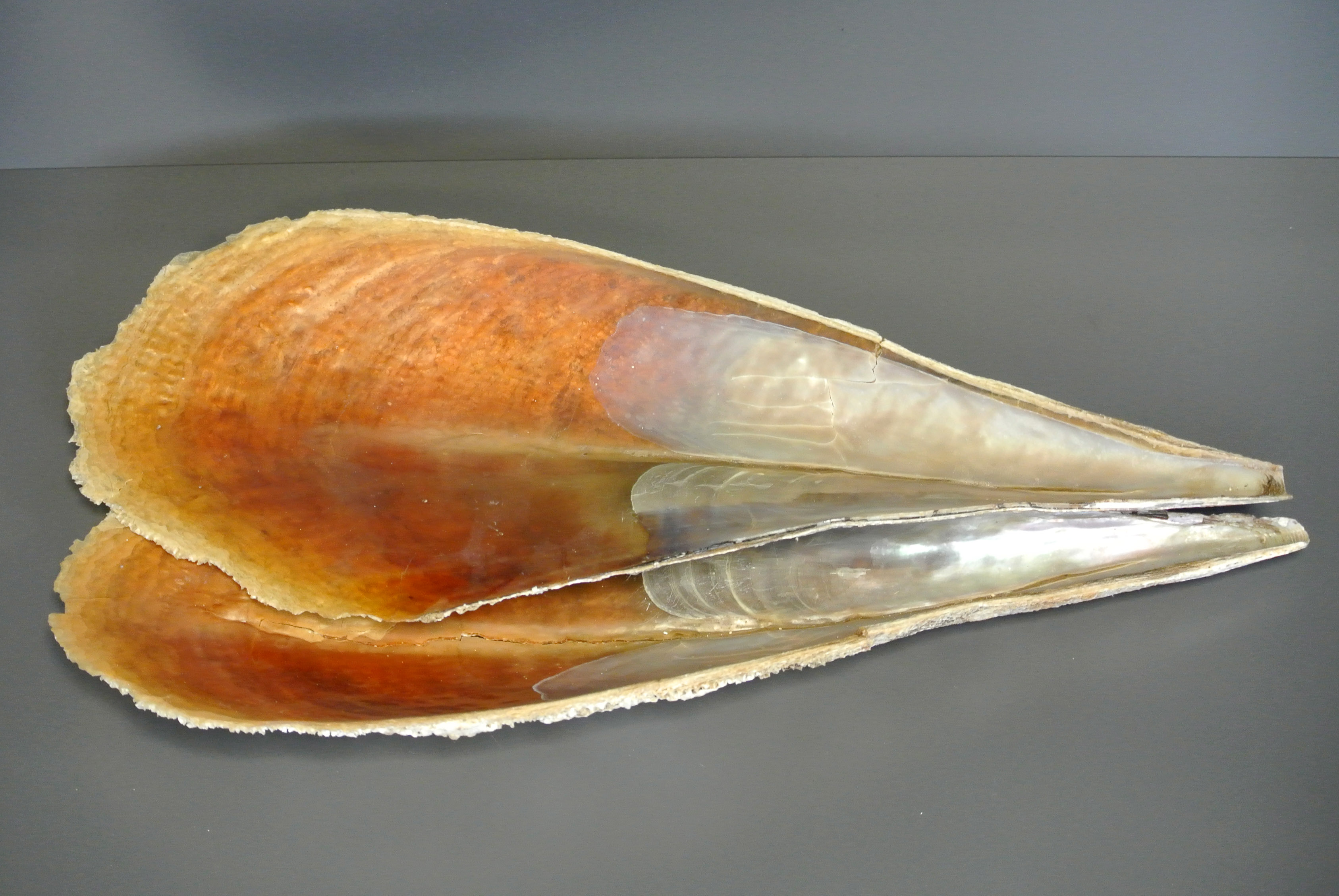 A 20TH CENTURY PINNA NOBILIS SHELL. (h 44cm x w 17cm x d 8cm)