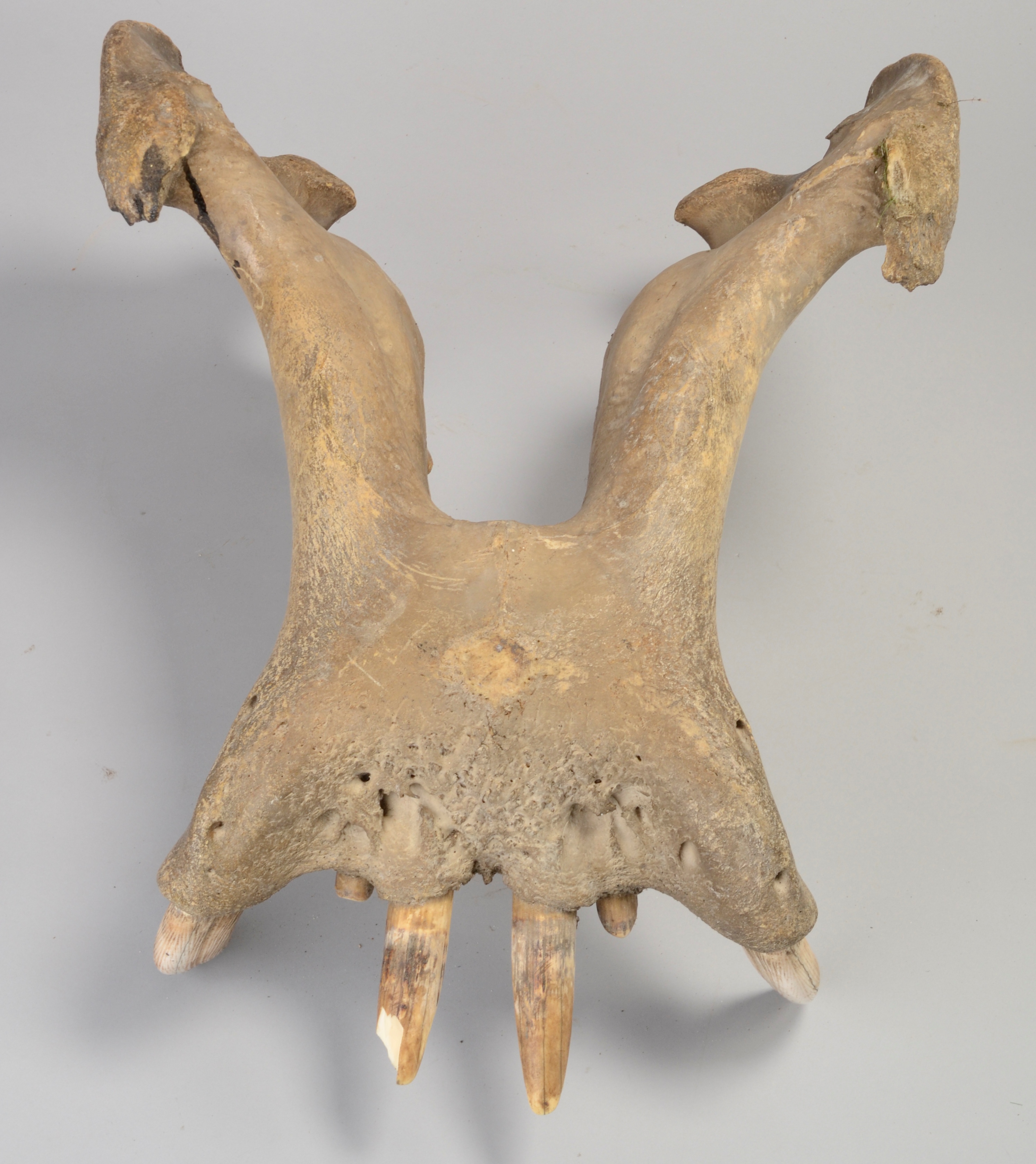 A 19TH CENTURY HIPPOPOTAMUS SKULL. (h 46.5cm x w 70cm x d 47cm ...