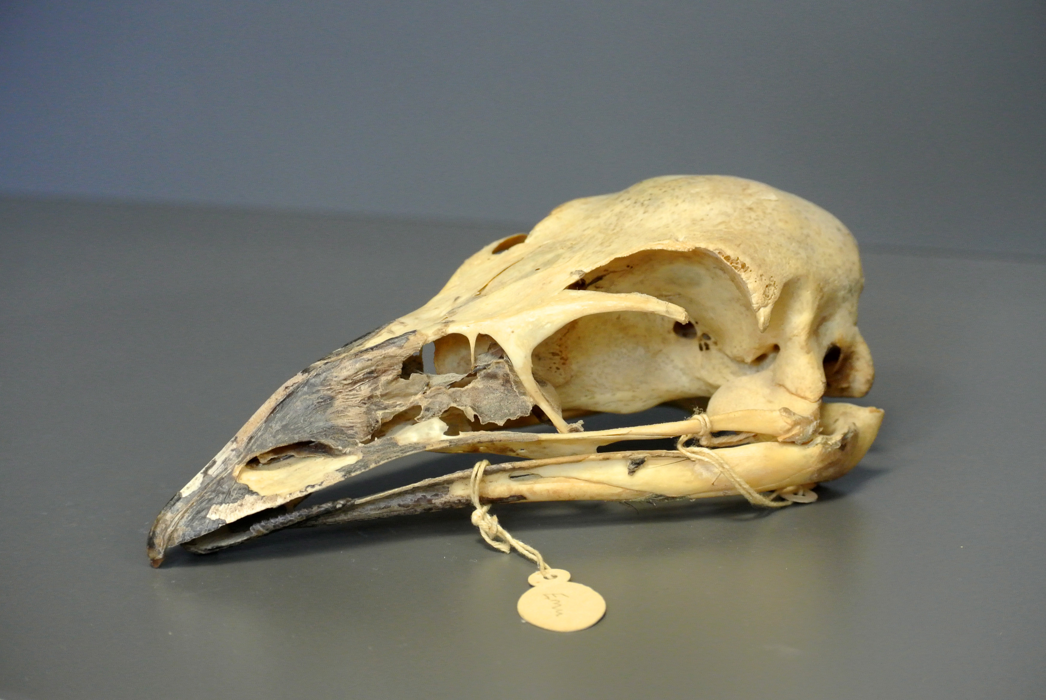 A LATE 19TH/EARLY 20TH CENTURY EMU SKULL. (h 6.5cm x w 16cm x d 8cm)