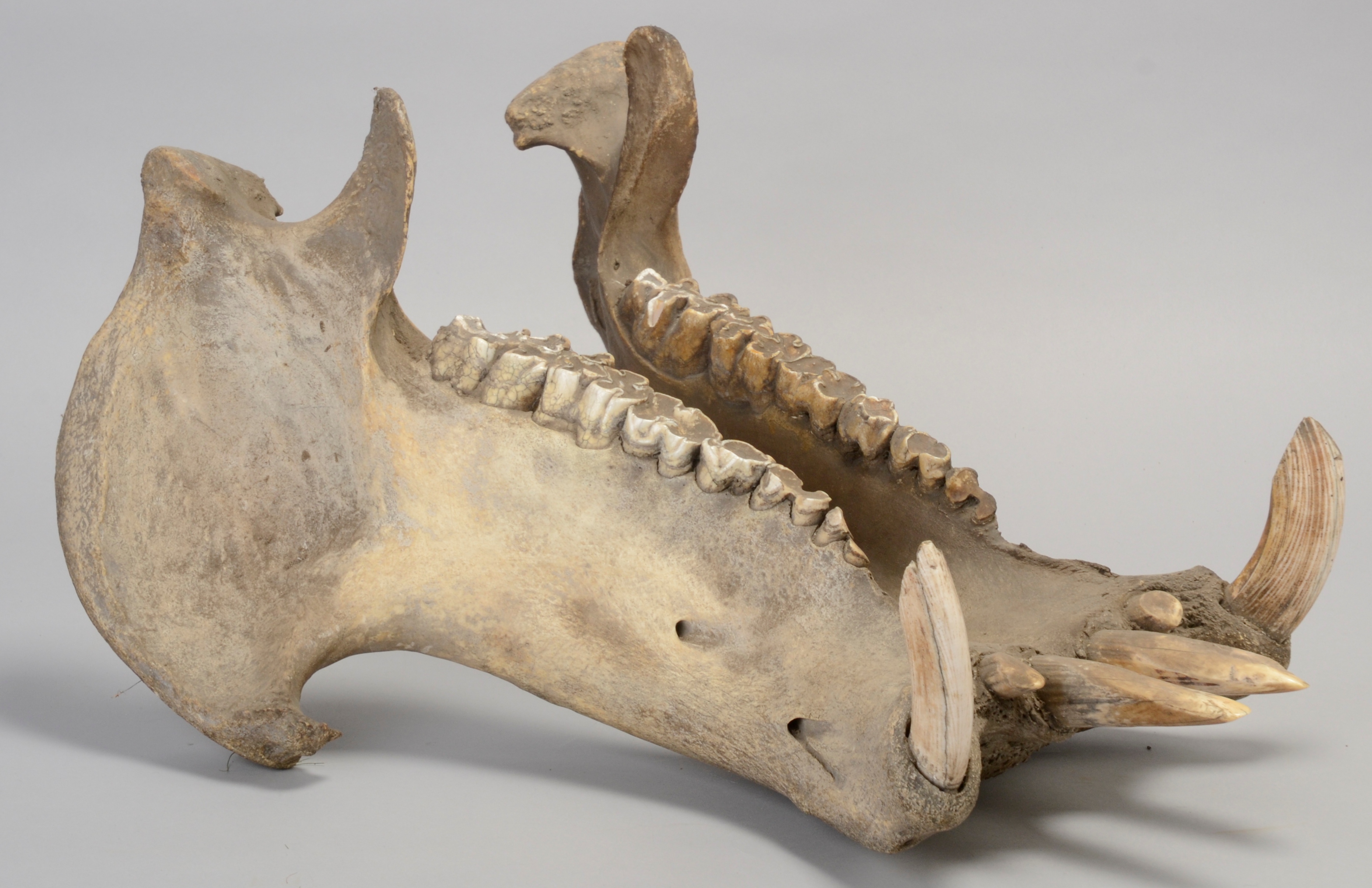 A 19TH CENTURY HIPPOPOTAMUS SKULL. (h 46.5cm x w 70cm x d 47cm ...