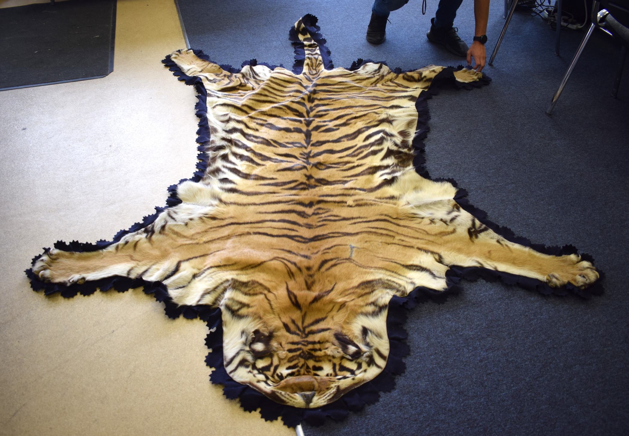 A TAXIDERMY TIGER SKIN RUG. 273 cm x187 cm.